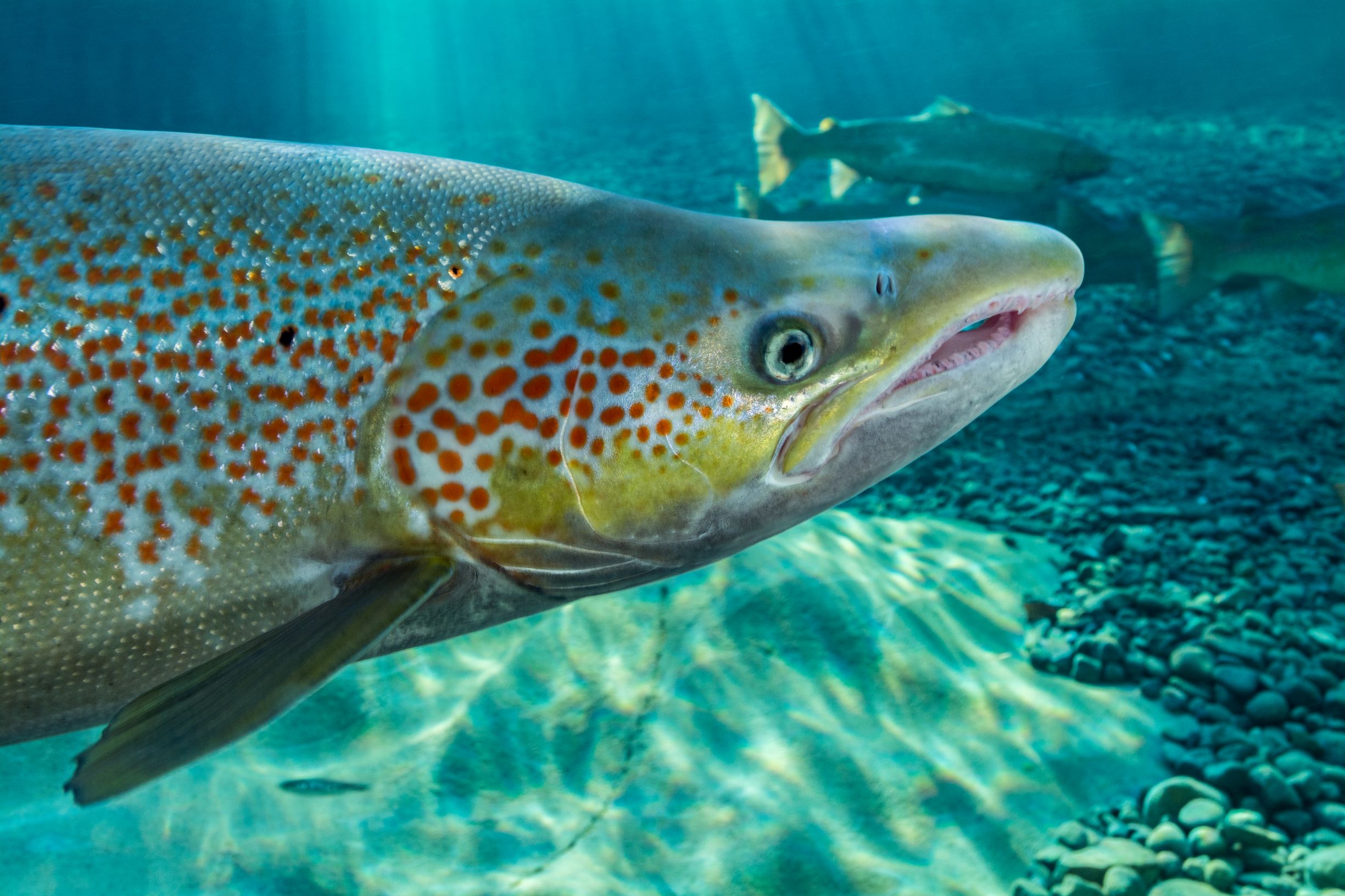 SALSEA Programme - Salmon at Sea